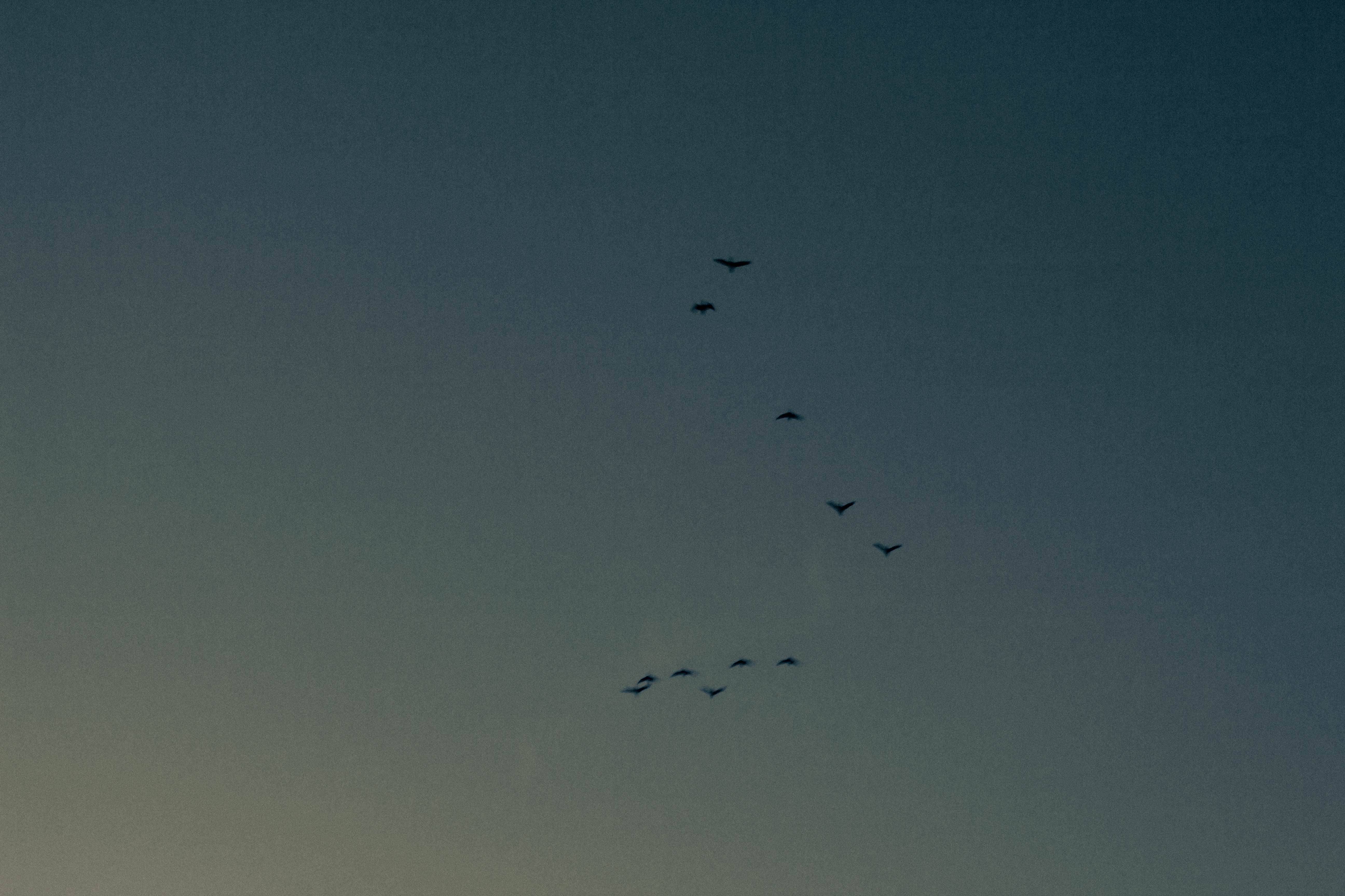 birds flying above [oc] | Scrolller