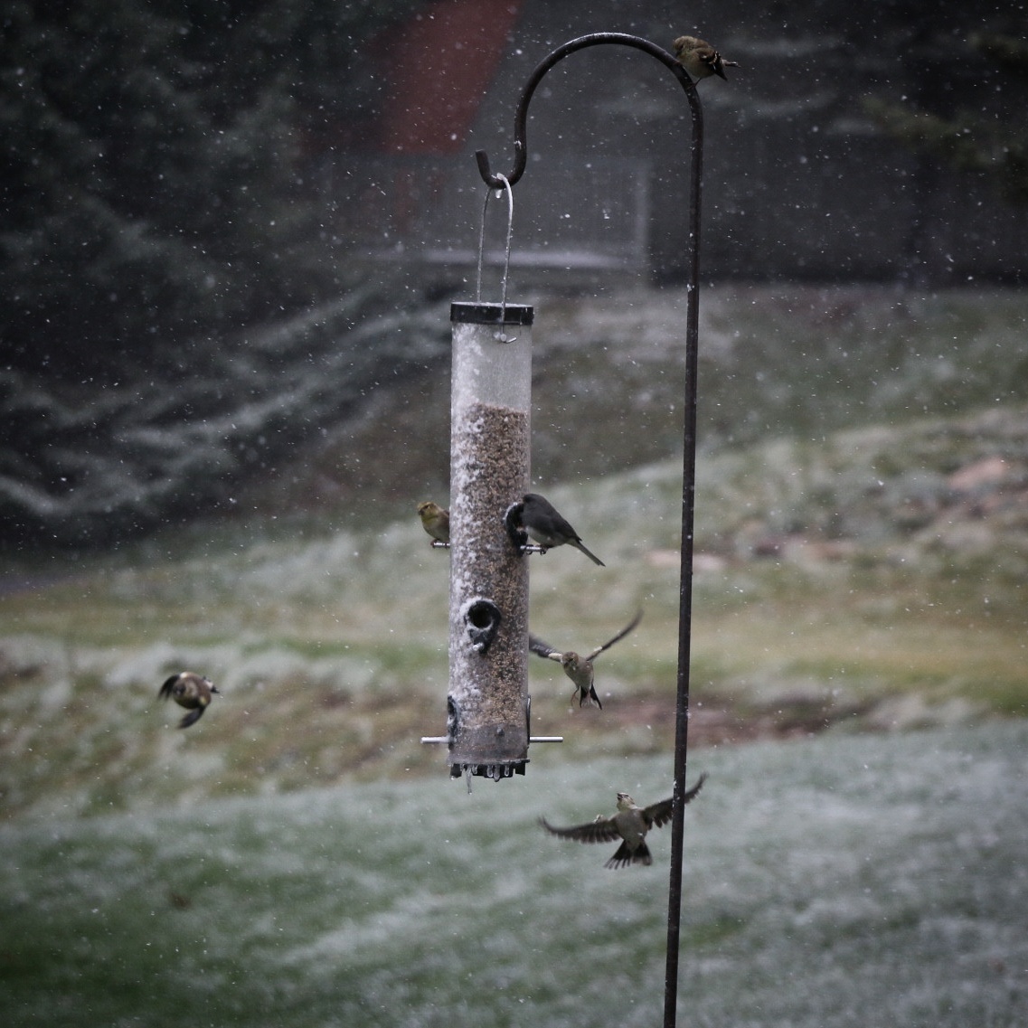 Birds in the snow | Scrolller