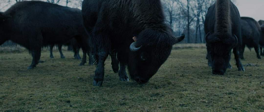 Bison in Belgium | Scrolller