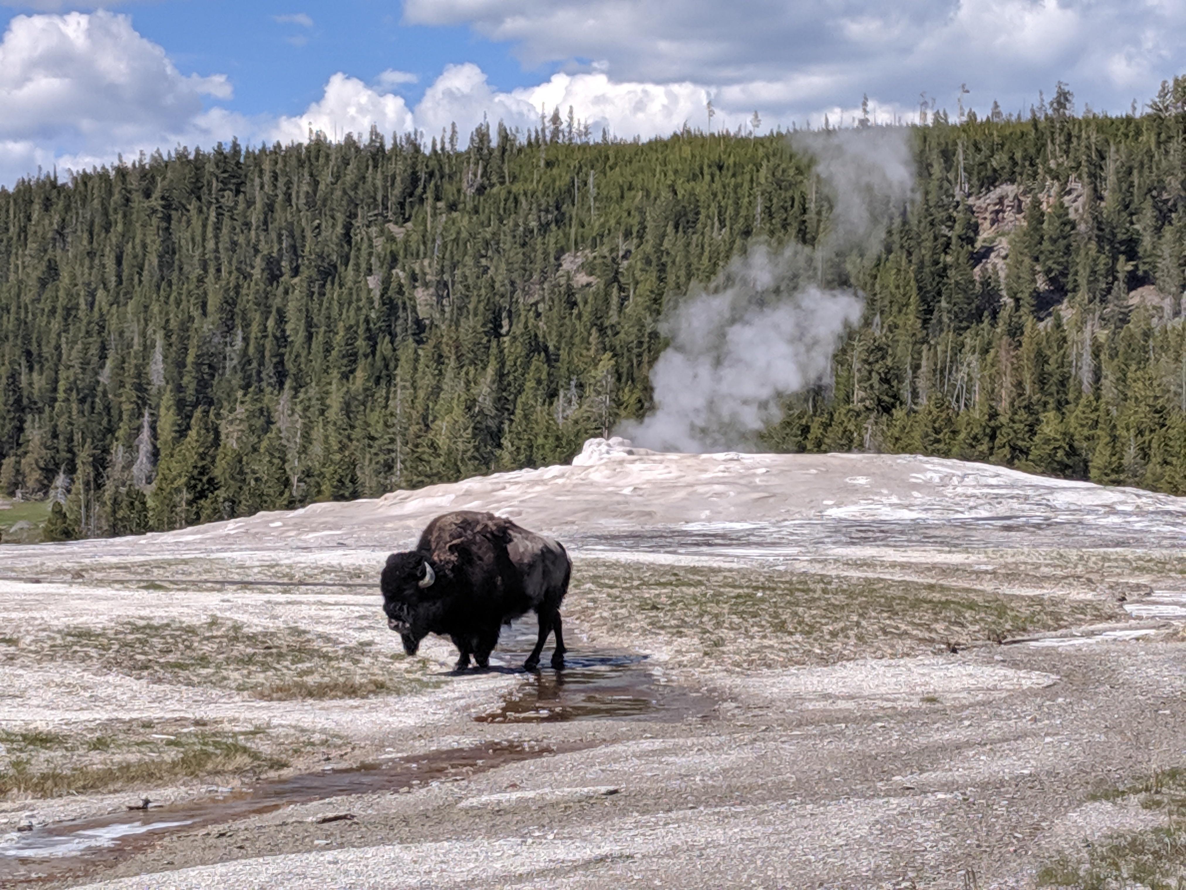 Bison right in front of Old Faithful a minute before eruption | Scrolller