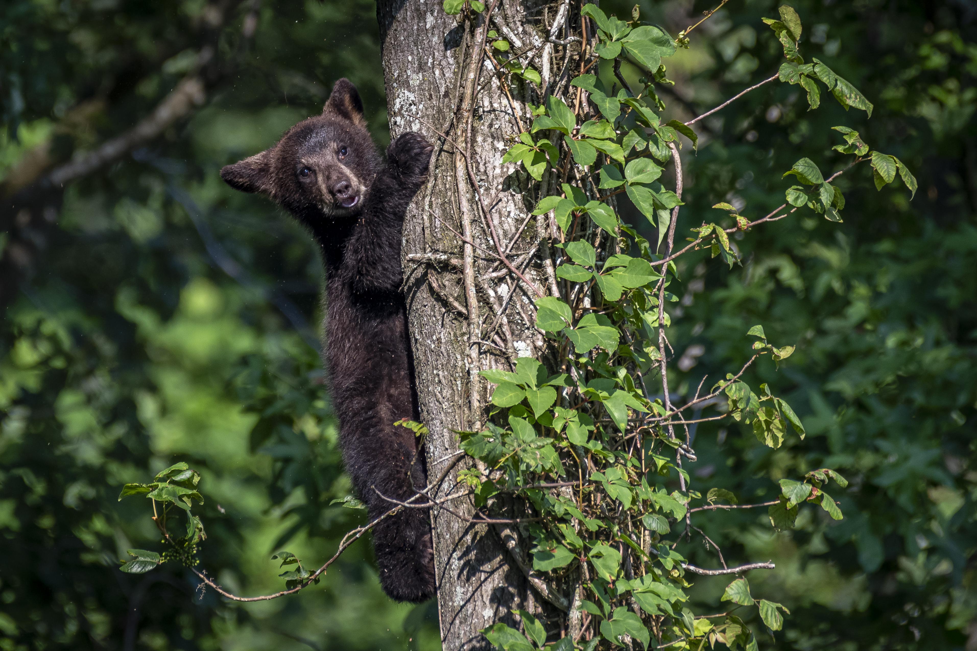 Black Bear cub - eastern North Carolina | Scrolller
