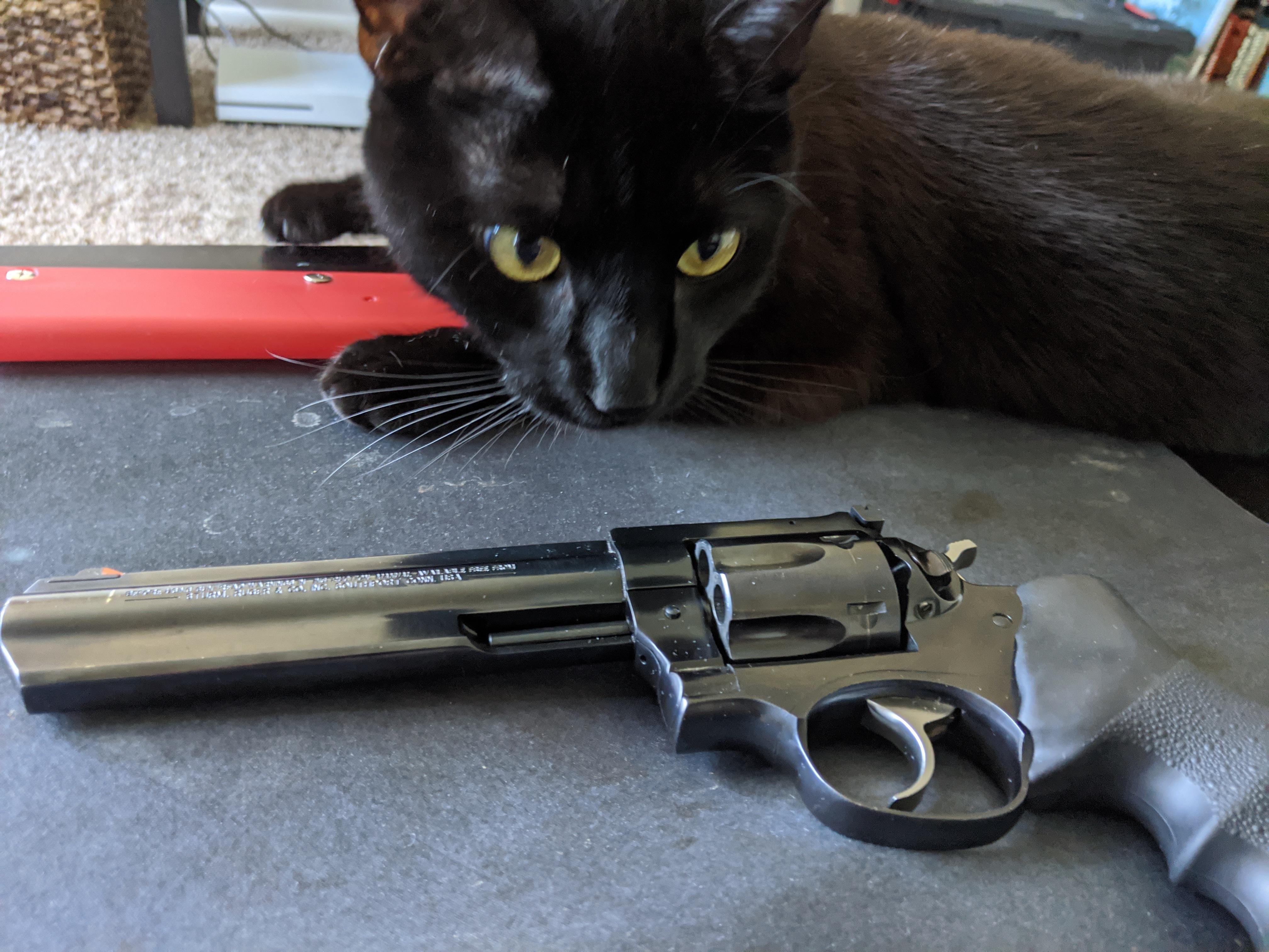 Black cat, black gat. | Scrolller