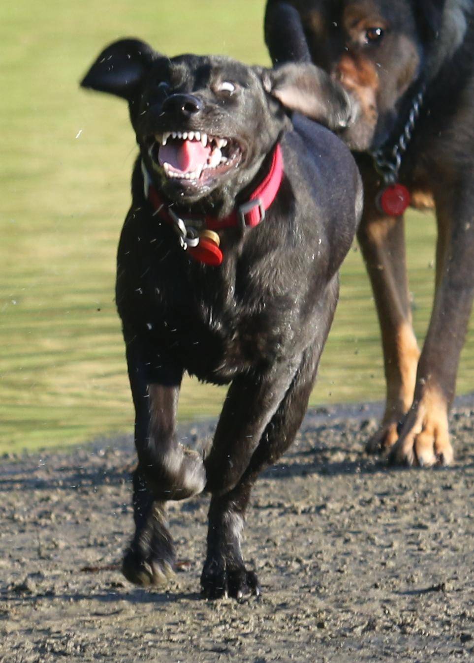 Black lab, golden lab, chocolate lab...Meth-Lab | Scrolller