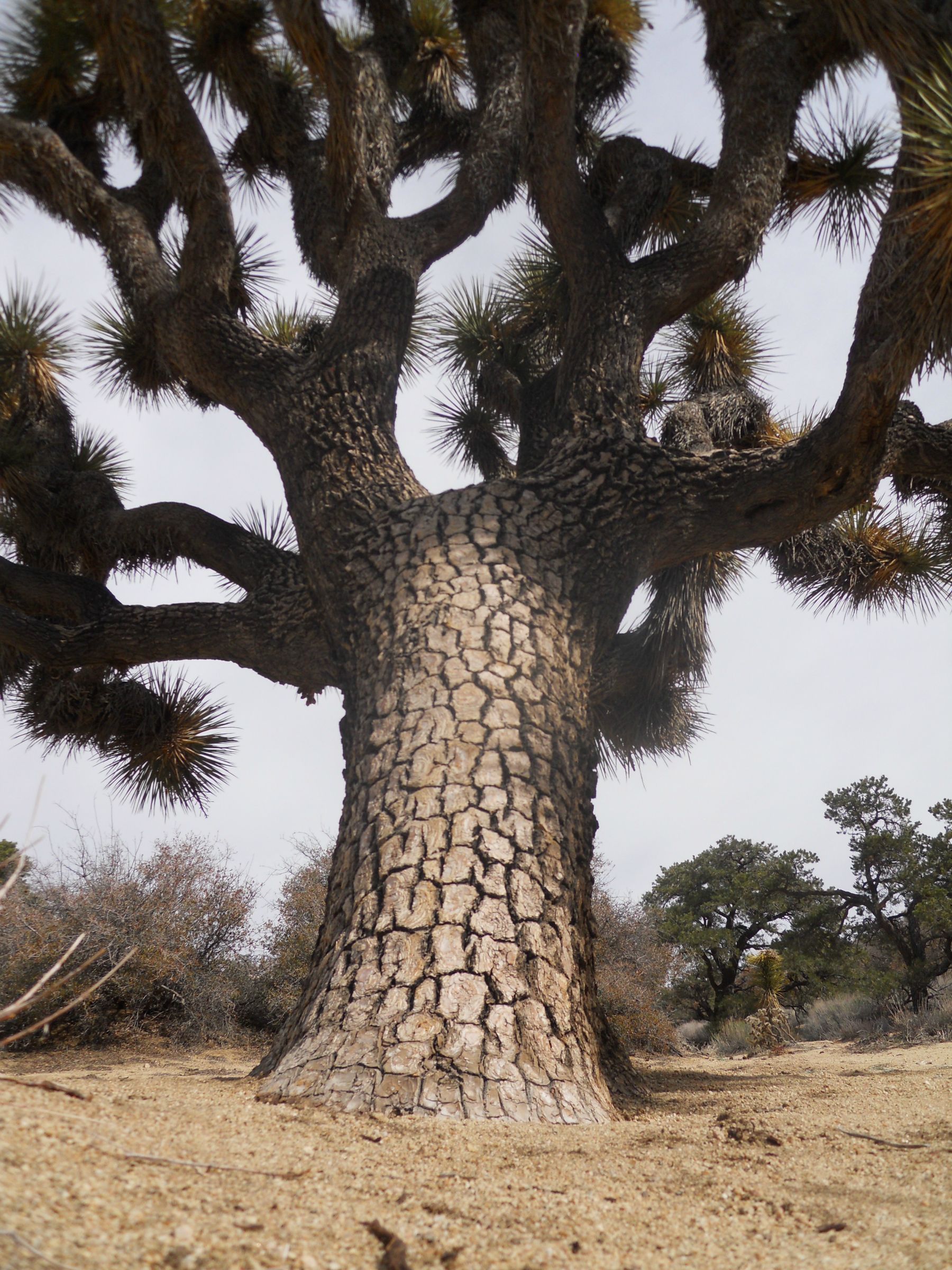 Black Rock Canyon/Joshua Tree | Scrolller