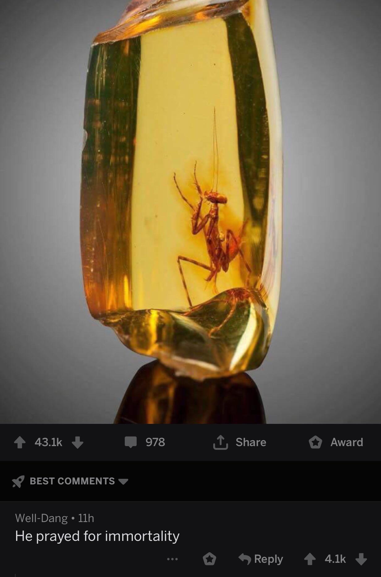 Blessed_amber | Scrolller