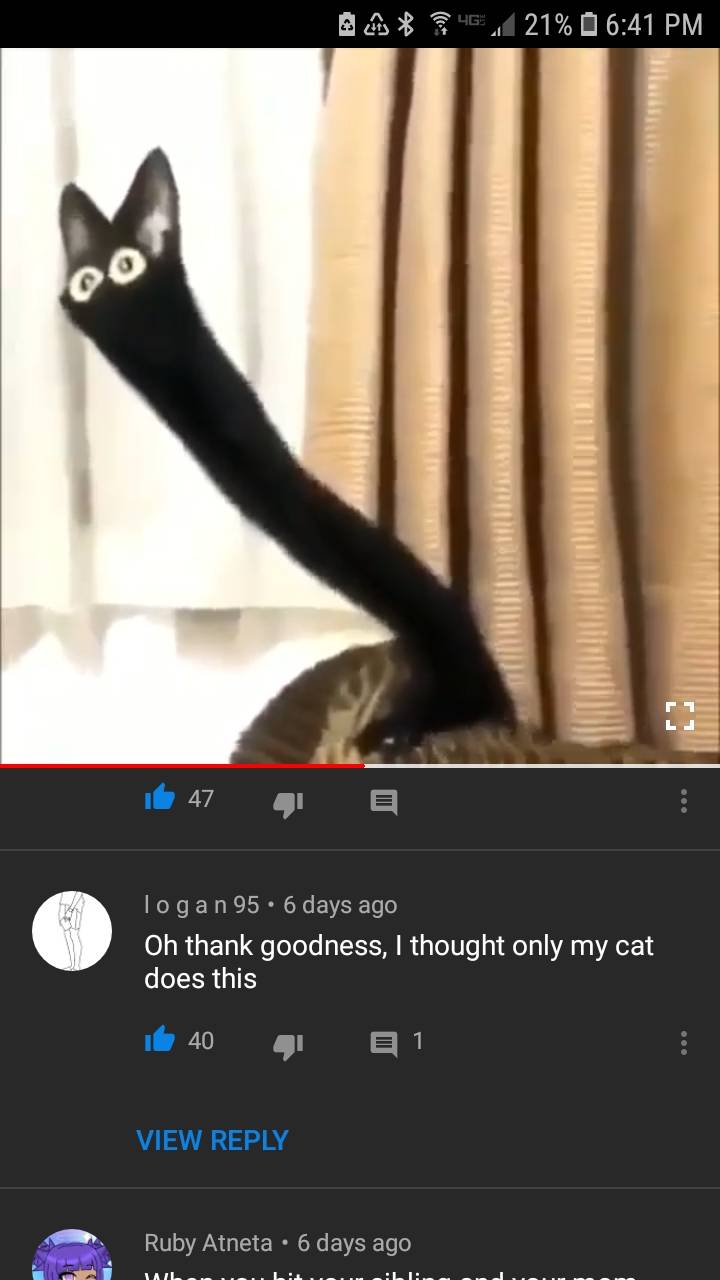 blessed_cat | Scrolller