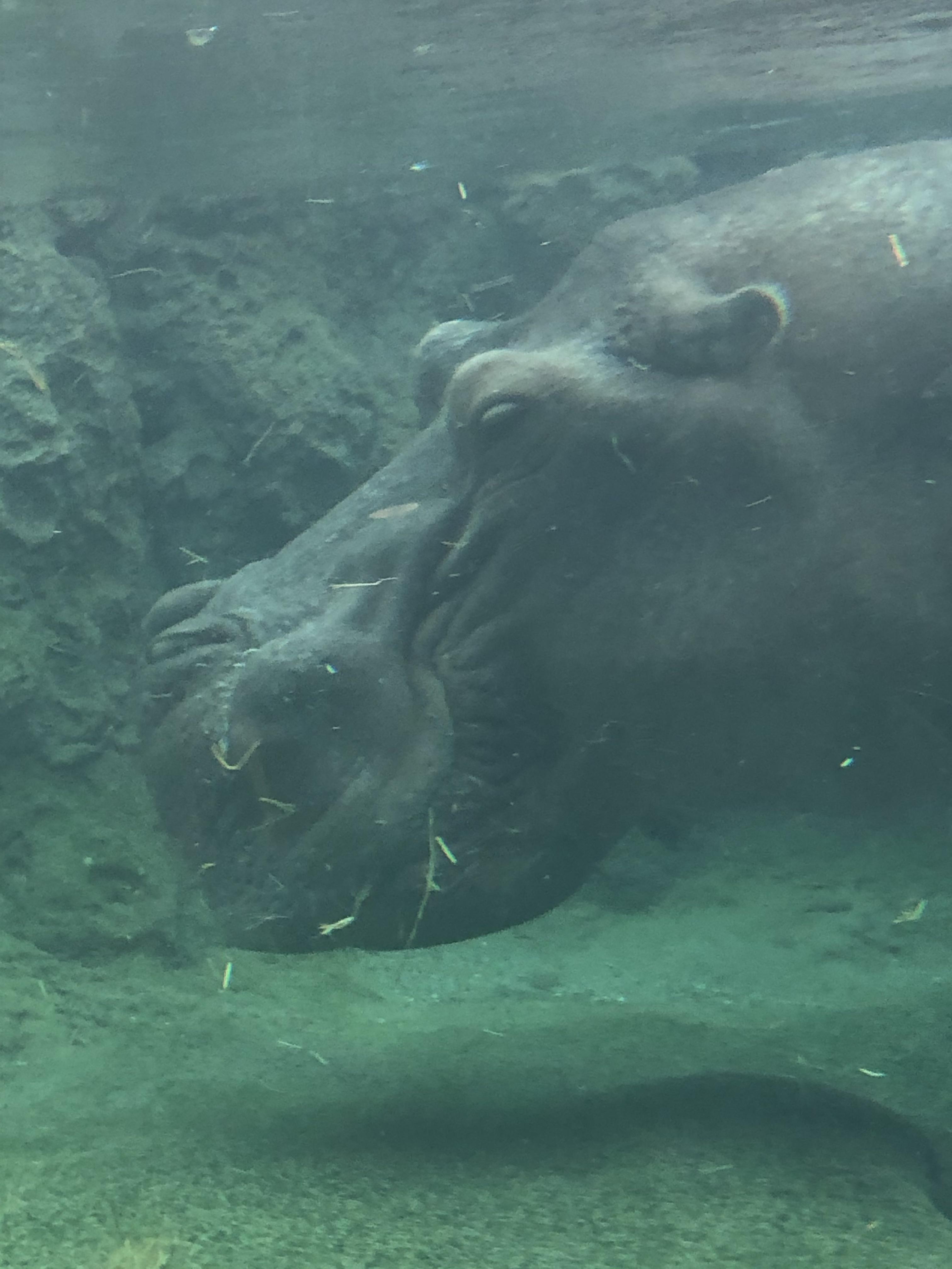 Blessed_hippo | Scrolller