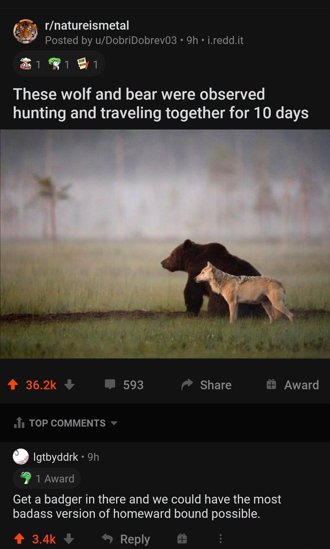 Blessed Homeword Bound Remaster | Scrolller