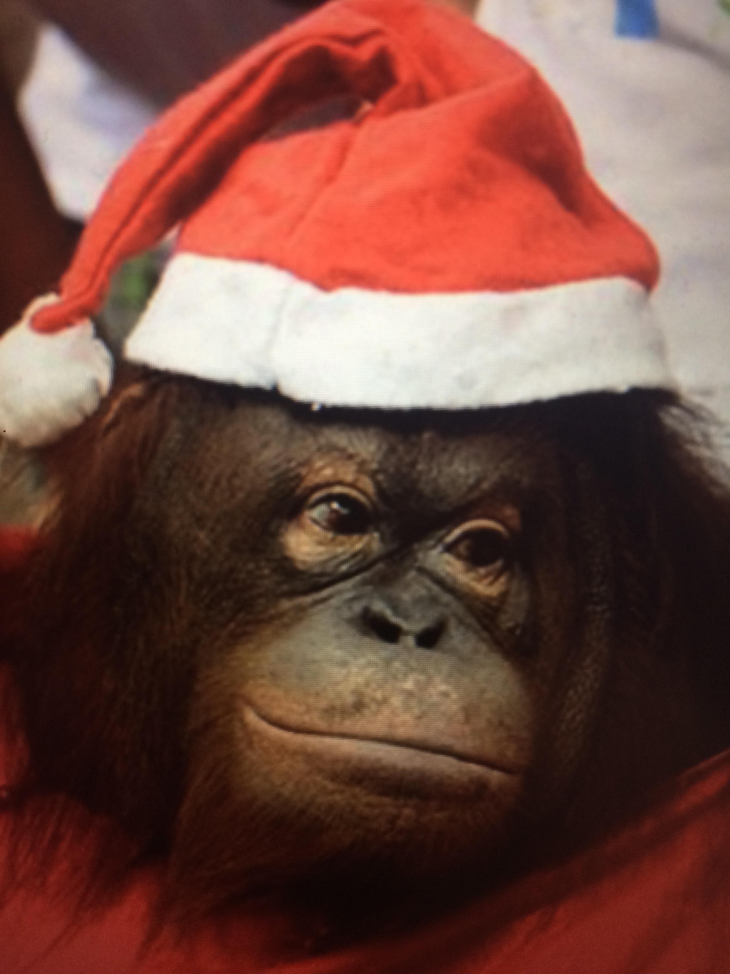 Blessed monke | Scrolller