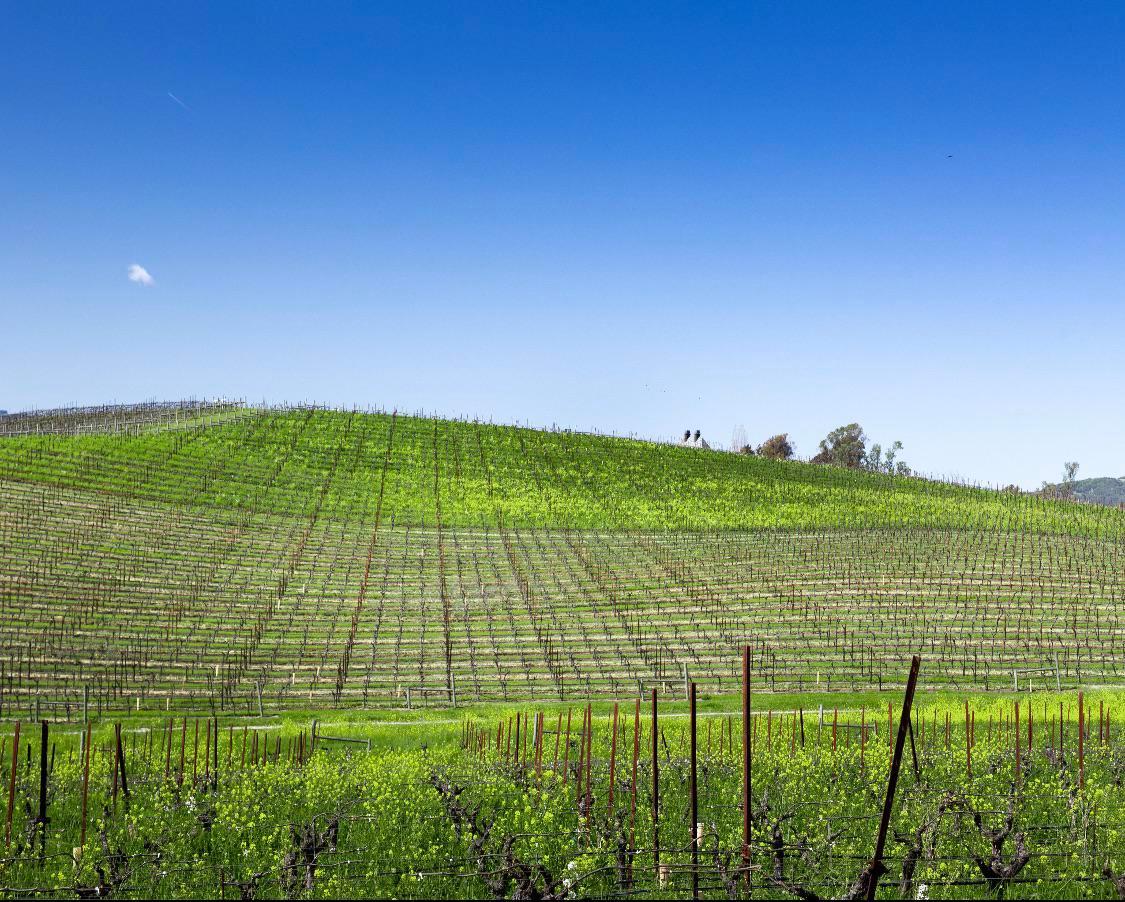 Bliss, the original Windows XP wallpaper became a vineyard | Scrolller