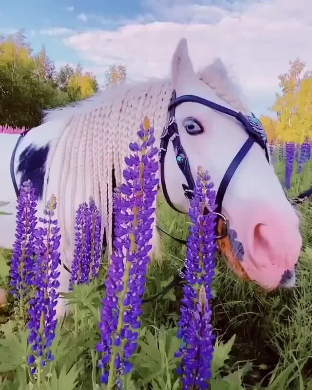 Blue Eyed Horse - Moscow | Scrolller