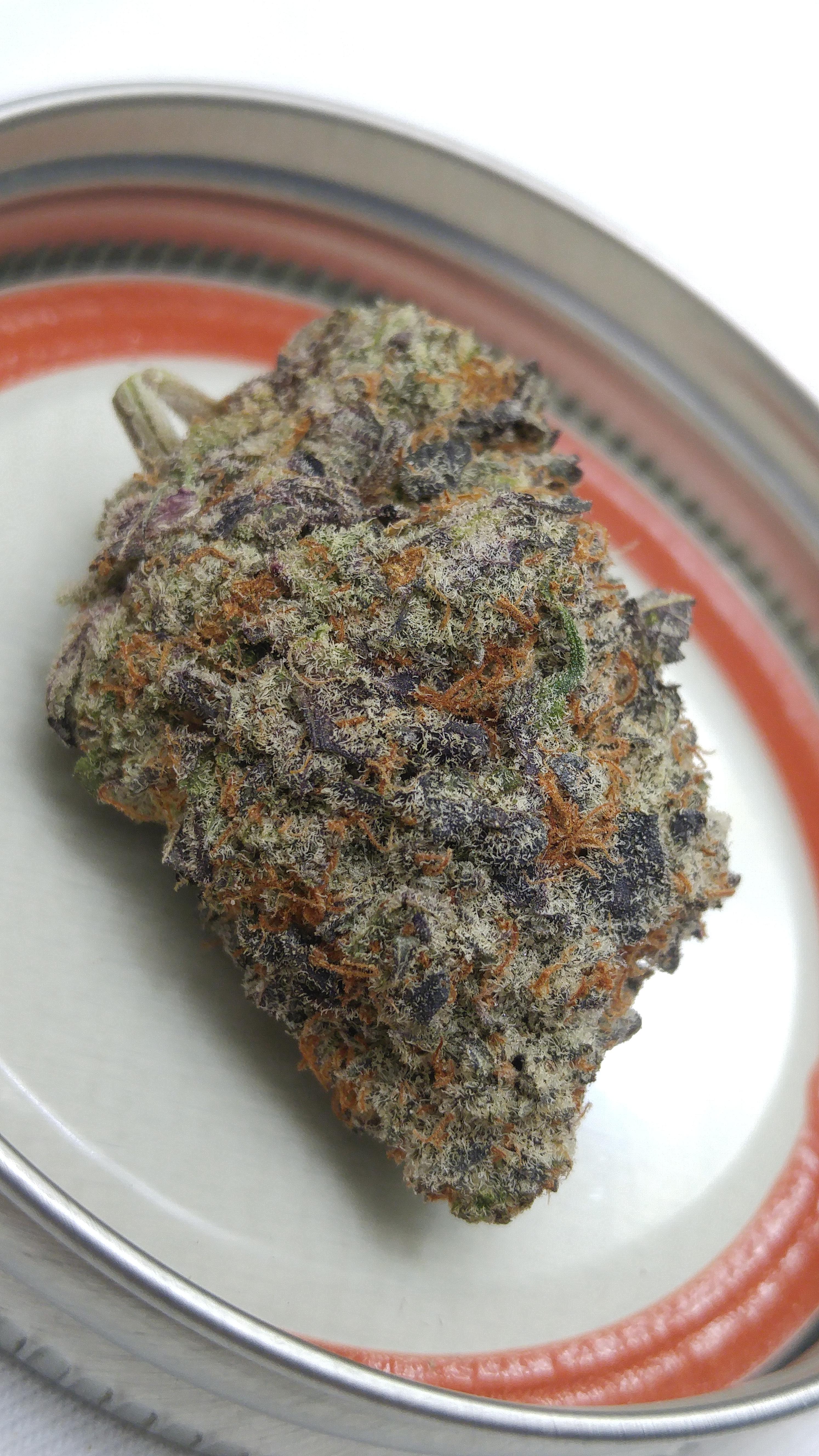 Blue Gelato 41 | Scrolller