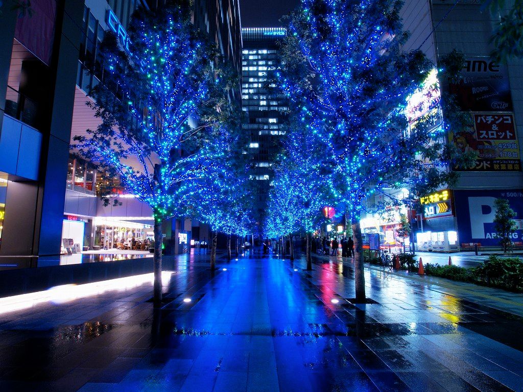 Blue Holiday Trees | Scrolller