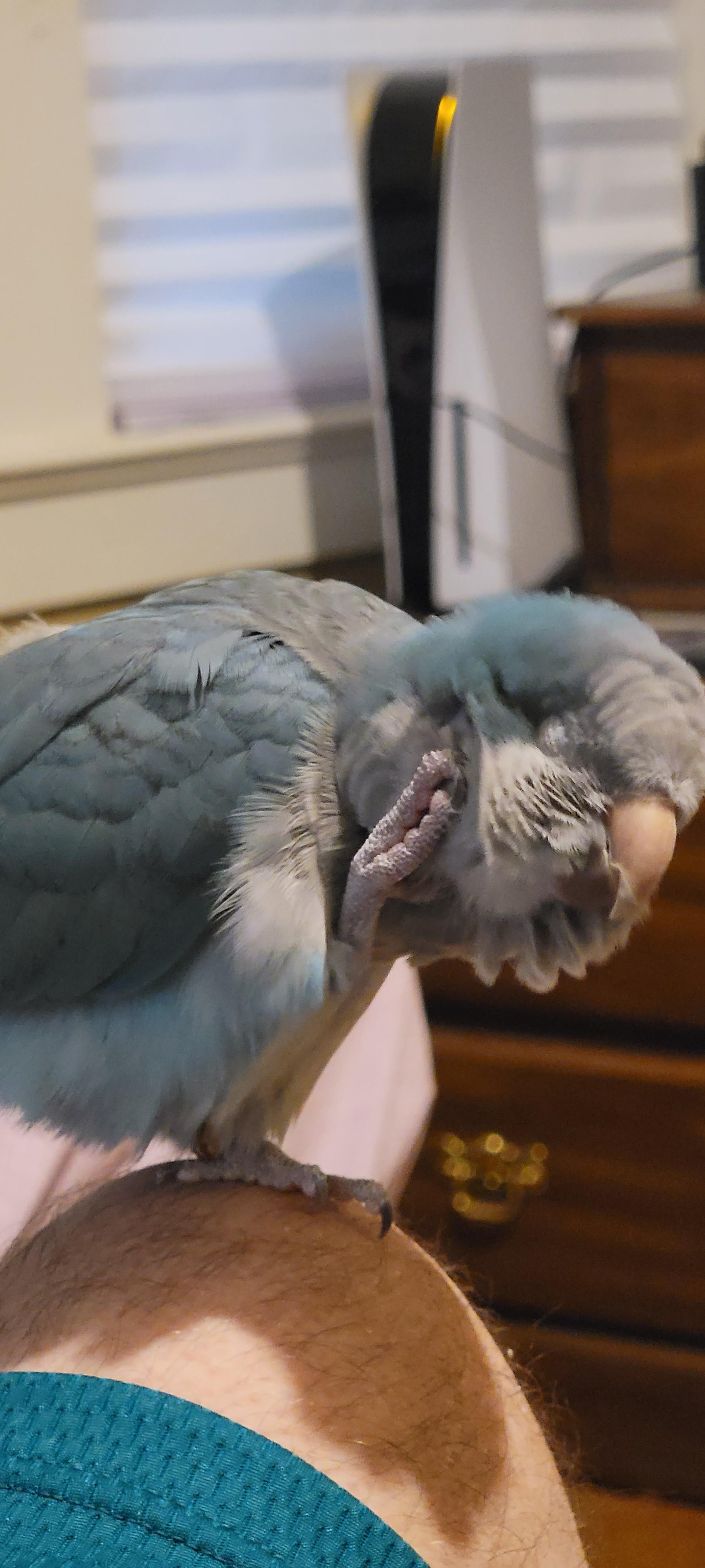 Blue of the Pretty Birds! | Scrolller