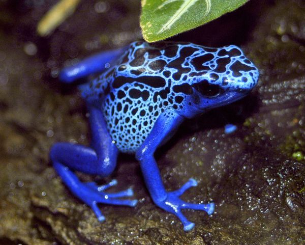 Blue poison dart frog. | Scrolller