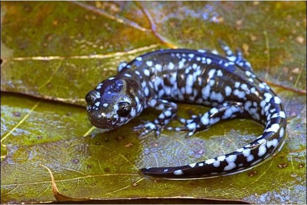 Blue spotted salamander (🐸 Amphibian gang 🐸) | Scrolller
