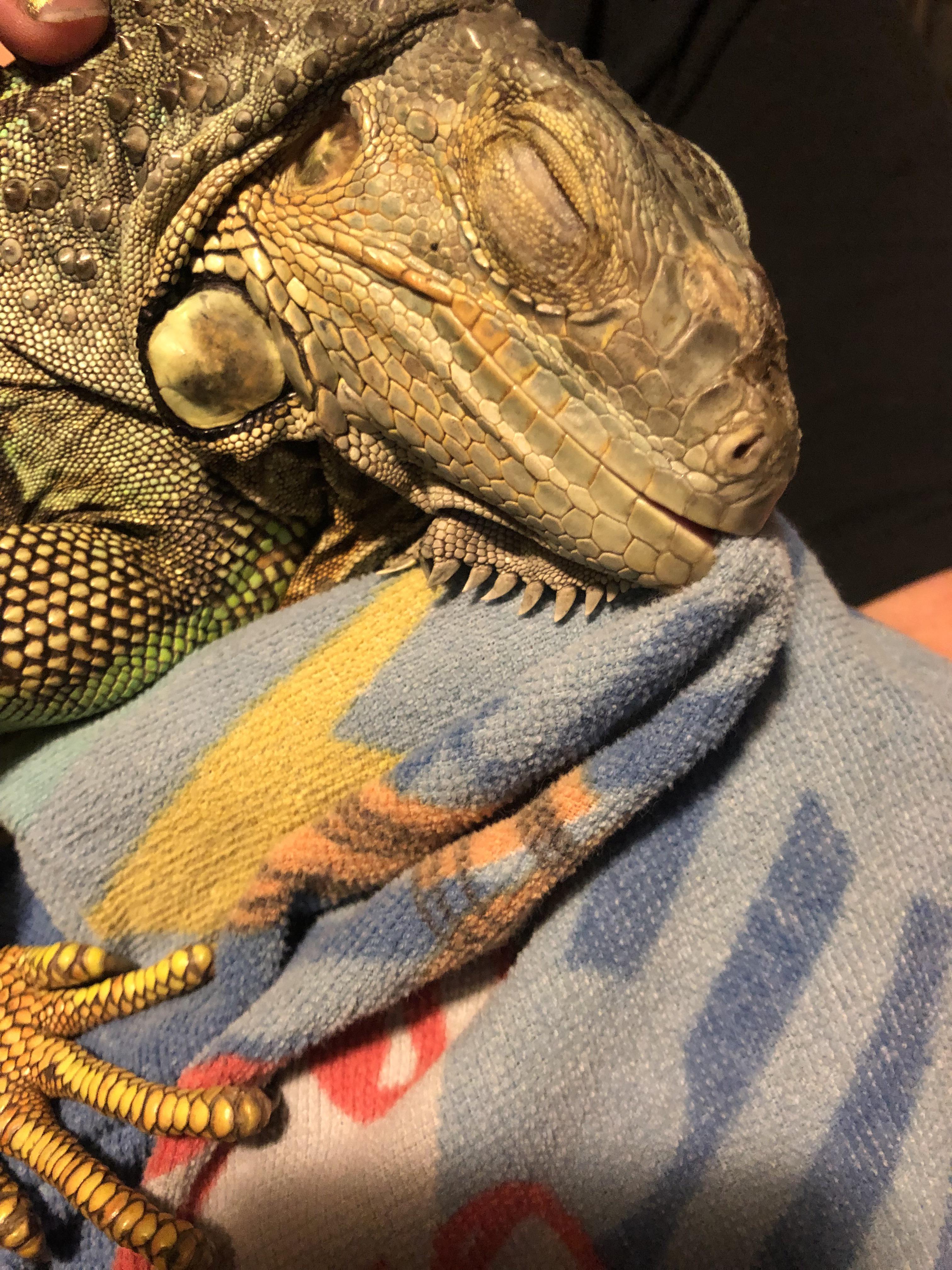 Blue taking a nappy🖤 | Scrolller