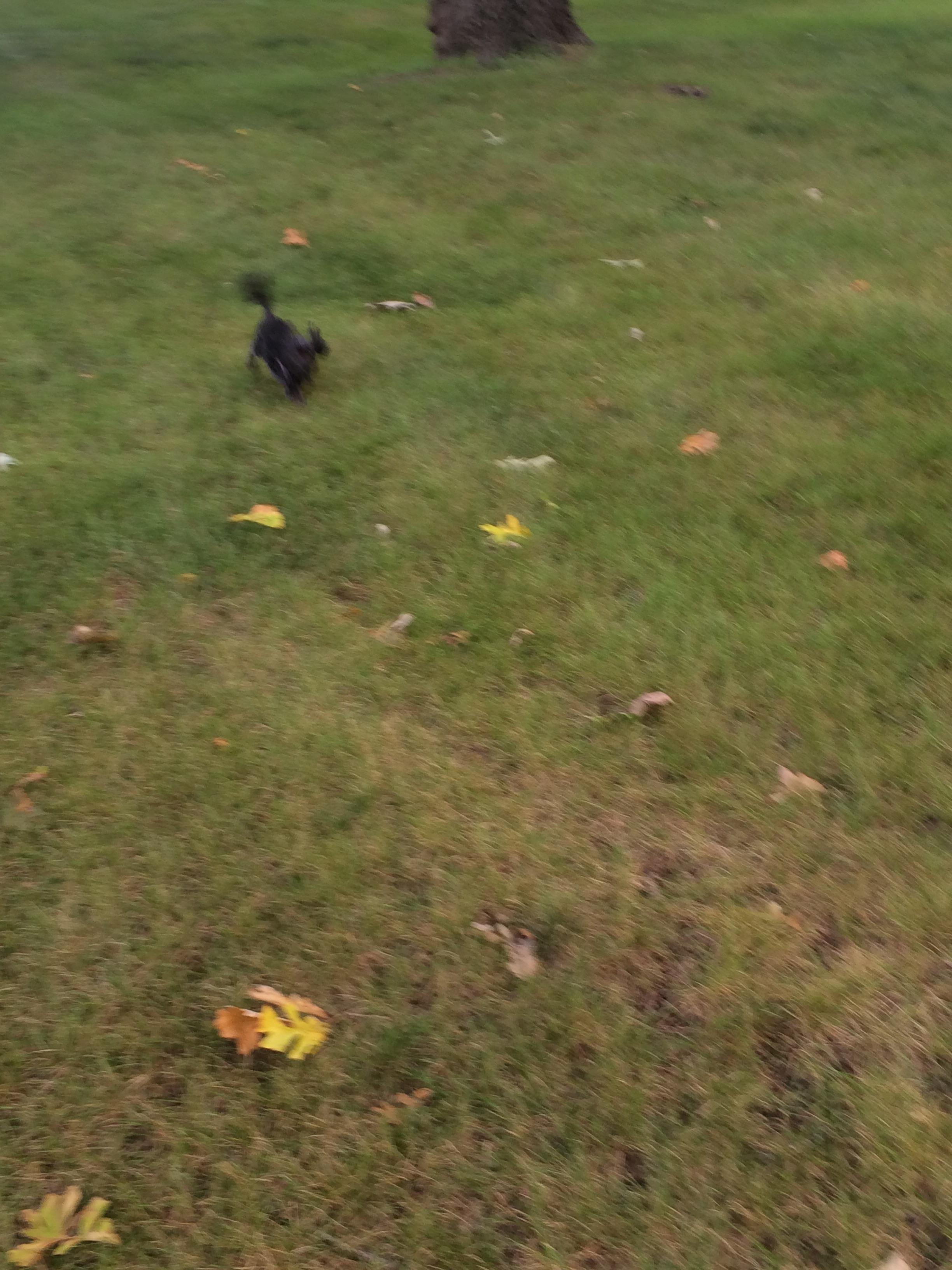 Blur Doggo | Scrolller