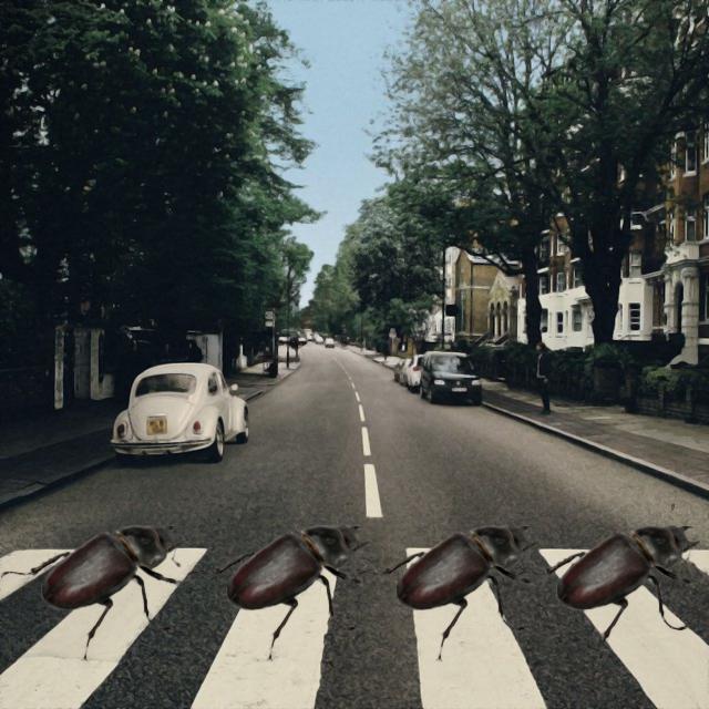 Blursed Beatles | Scrolller
