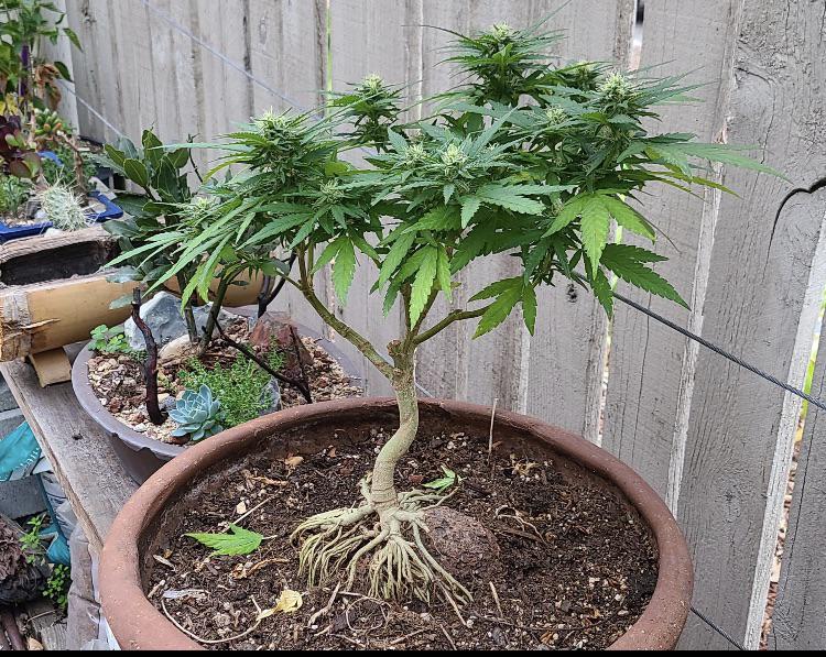 Blursed_bonsai | Scrolller