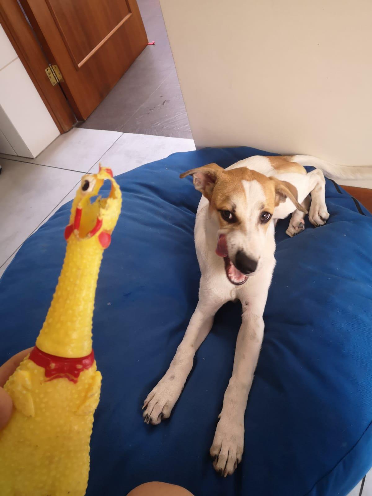 Blursed_Chicken | Scrolller