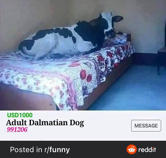 Blursed_Dog | Scrolller