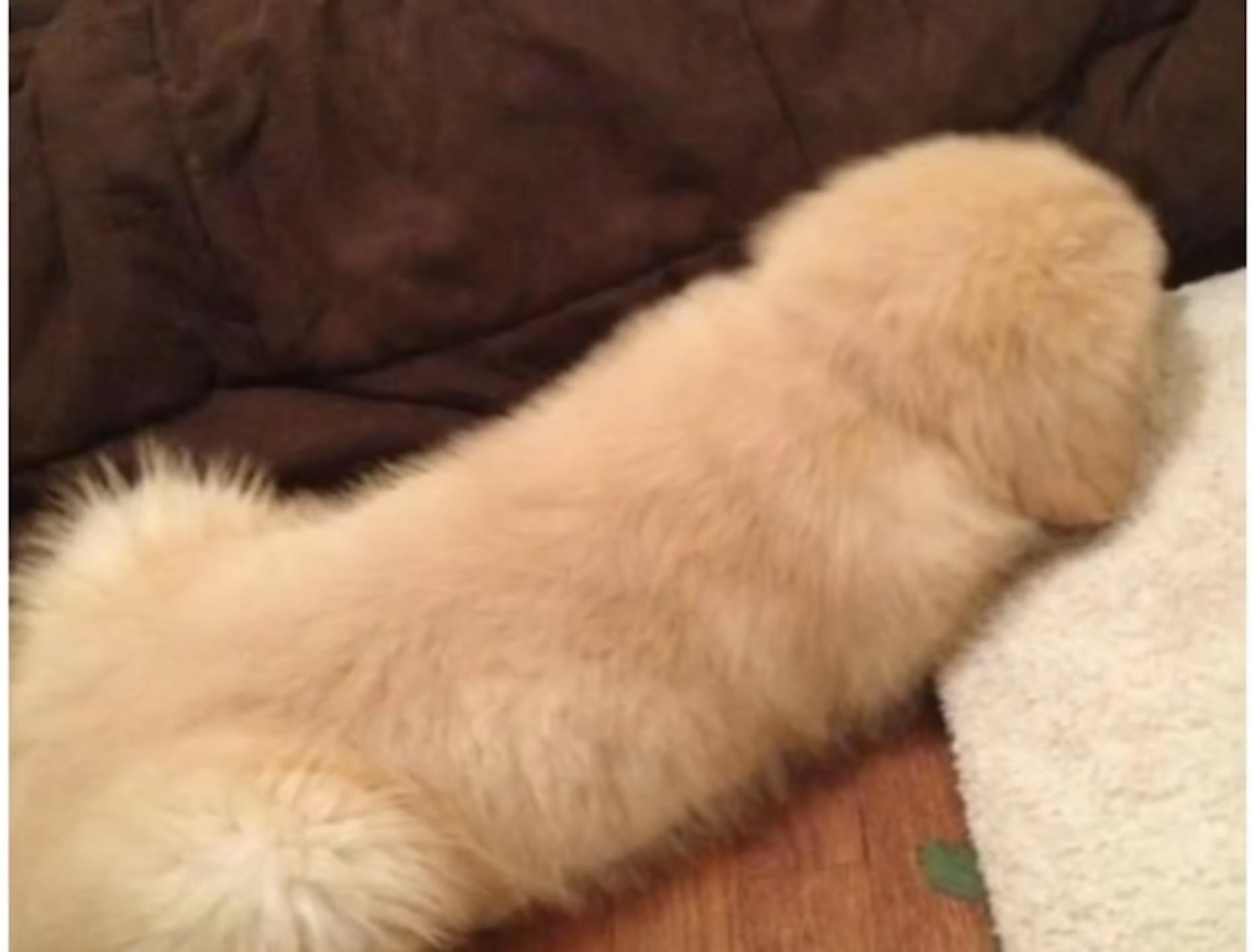 Blursed_dog | Scrolller