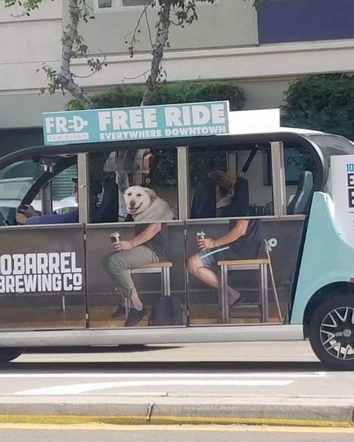 blursed doggo | Scrolller