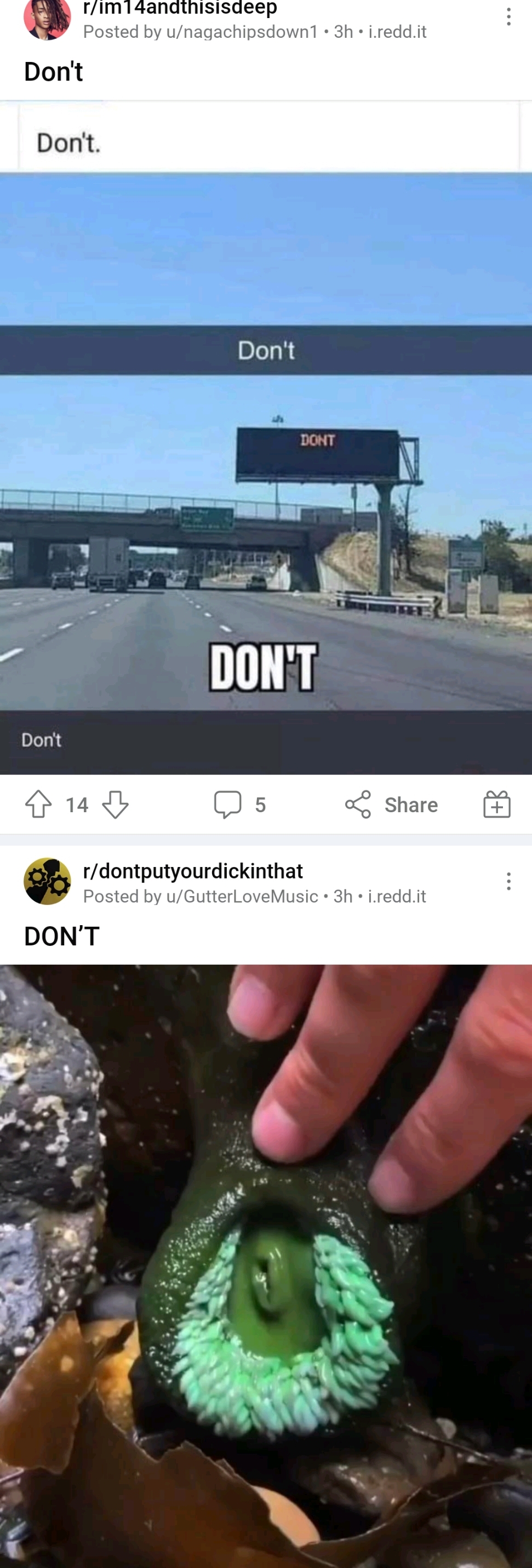 Blursed DONT | Scrolller