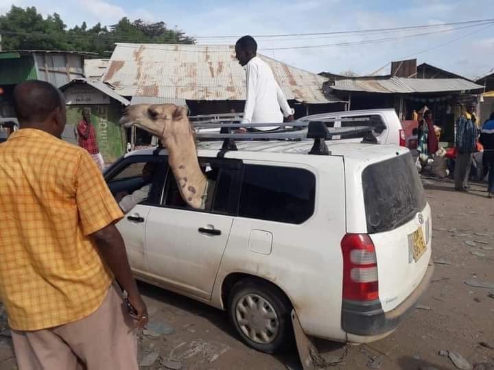 Blursed passenger | Scrolller