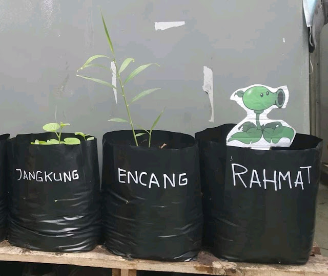 blursed_plant | Scrolller