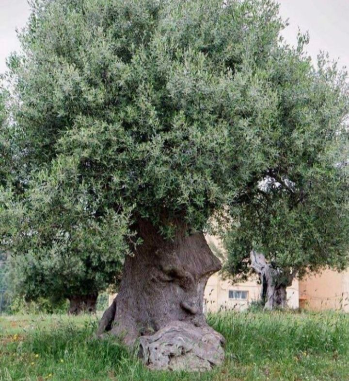 blursed tree | Scrolller