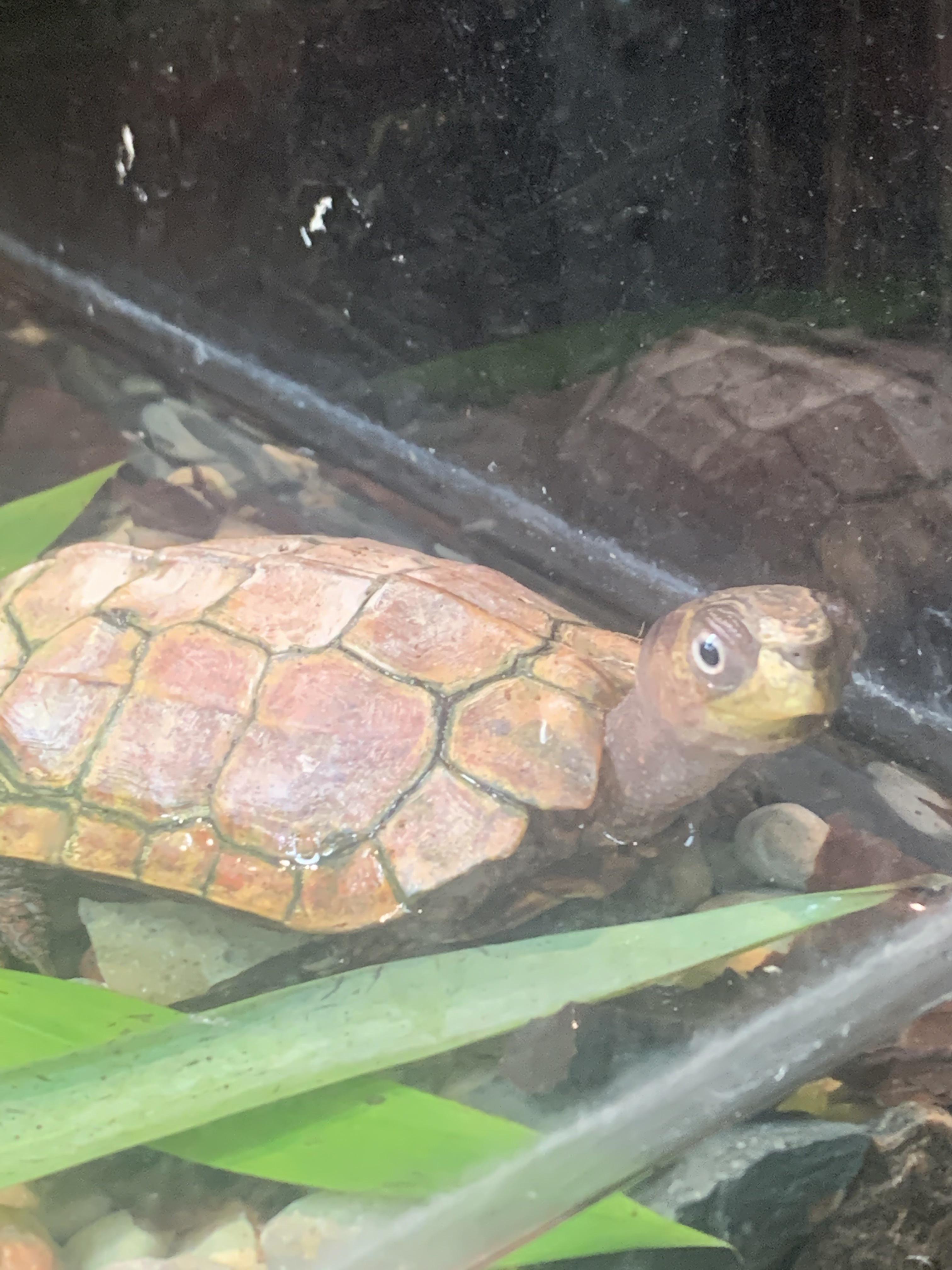 Blursed_Turtle | Scrolller