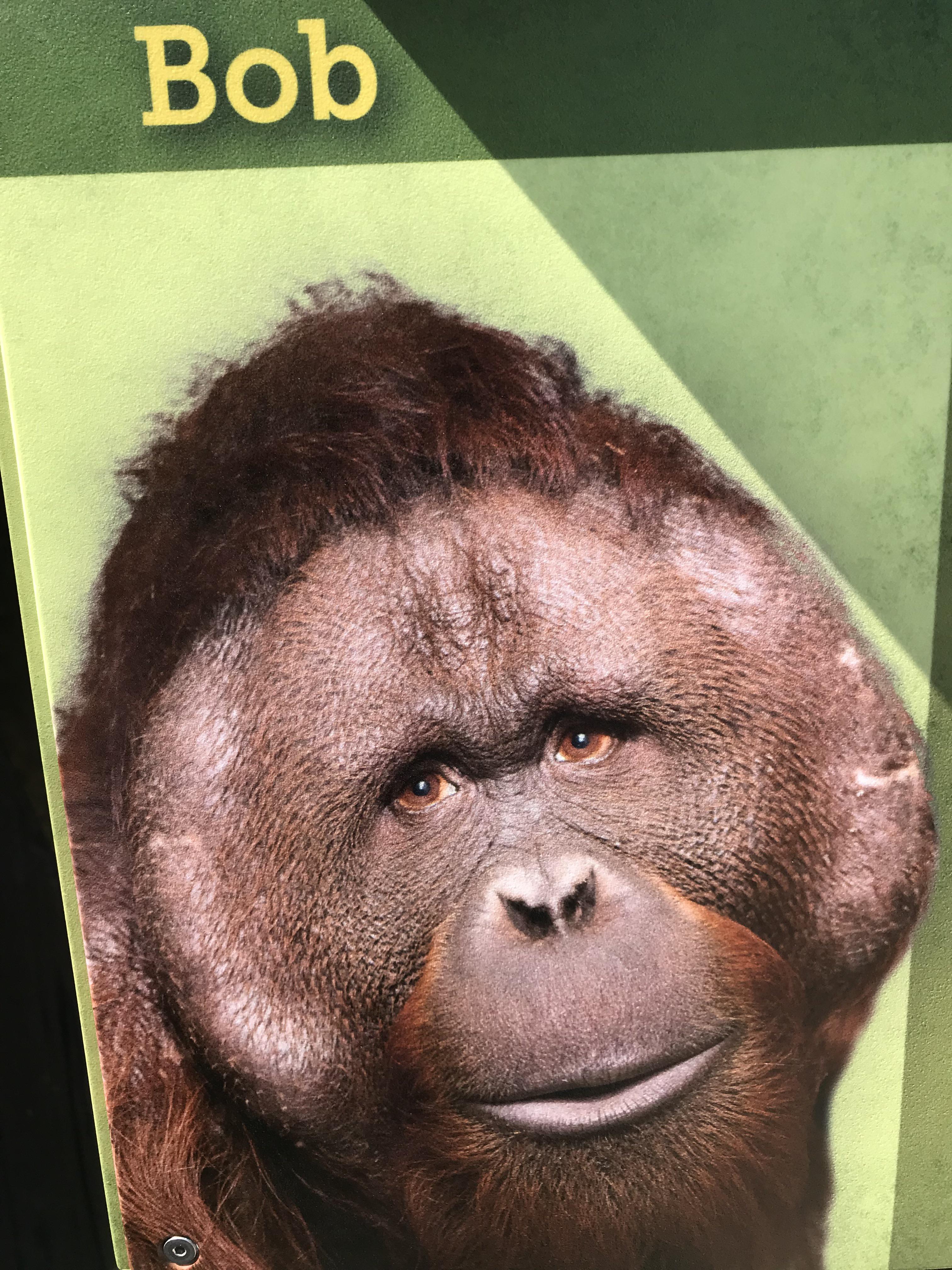 bob rule | Scrolller