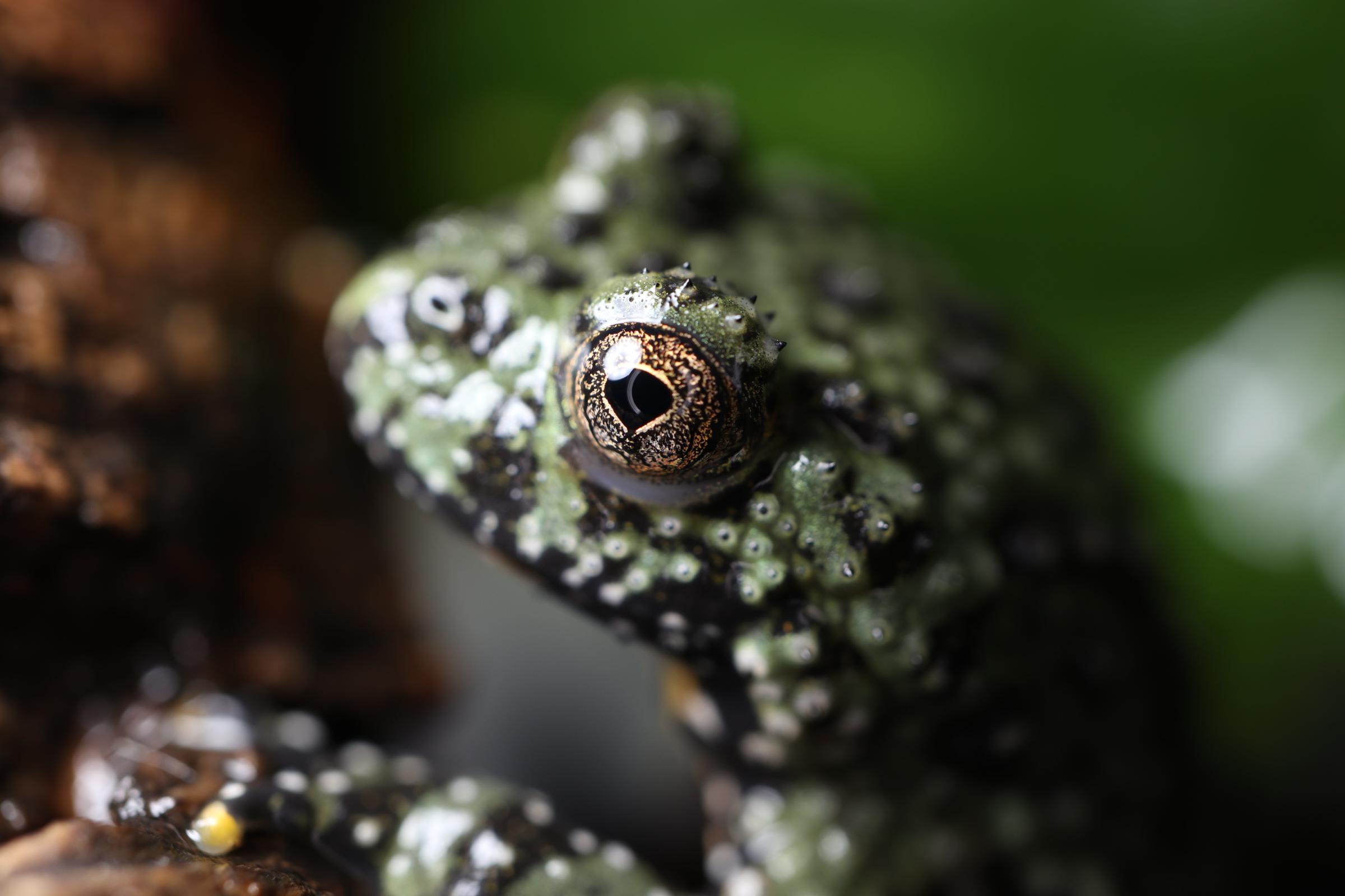 Bombina orientalis | Scrolller