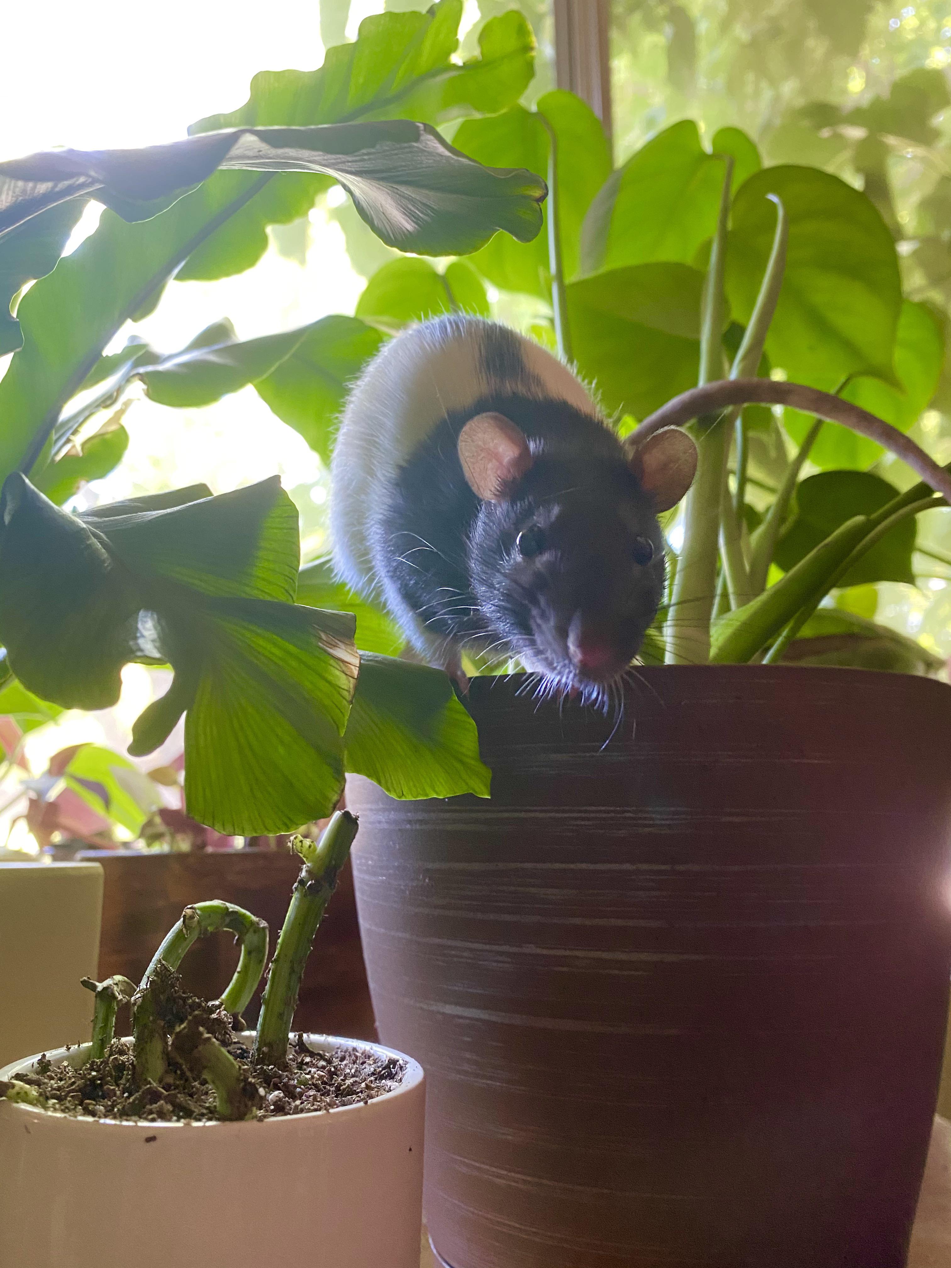 Bongo exploring the jungle💕 | Scrolller