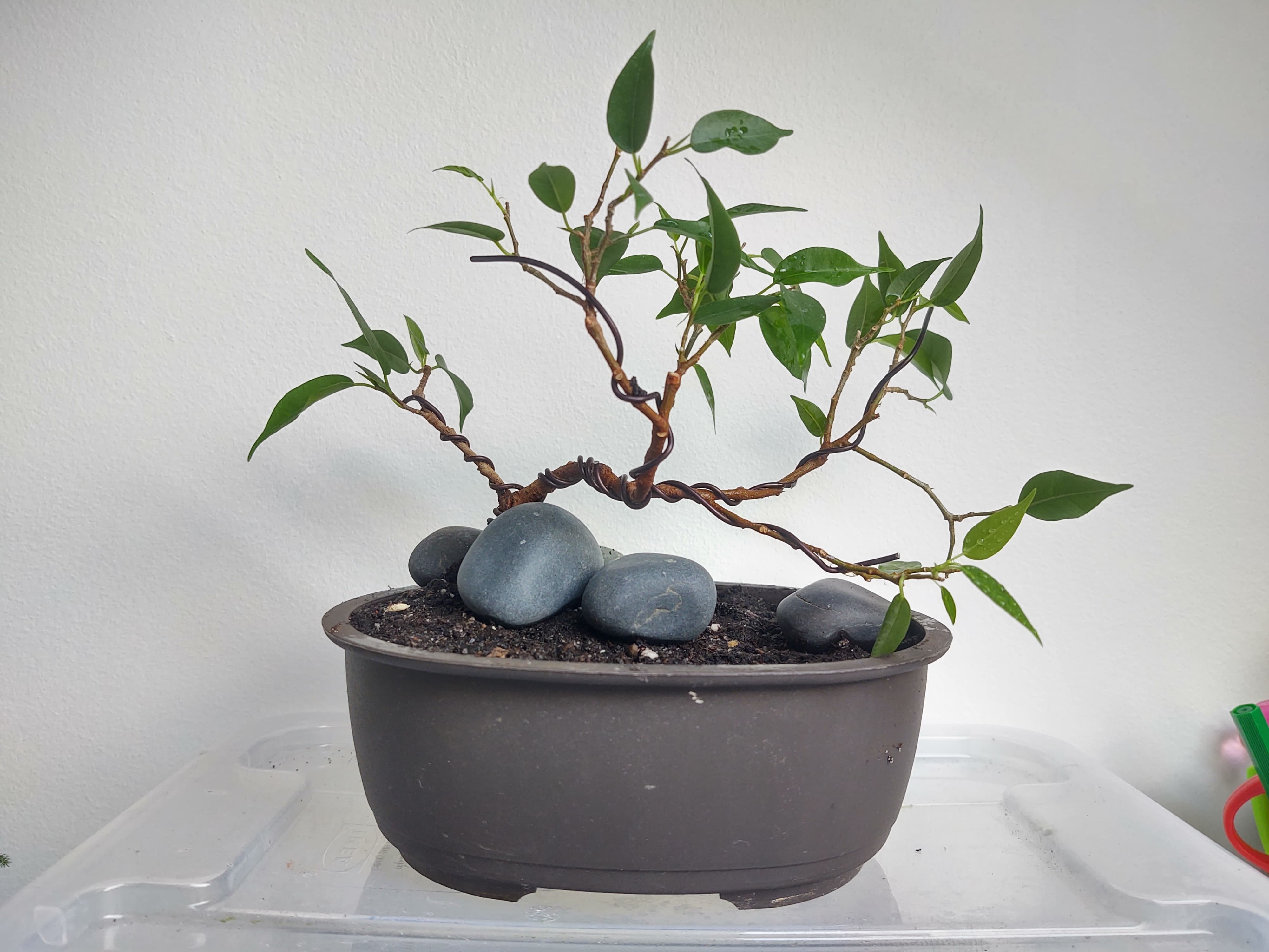 Bonsai journey | Scrolller