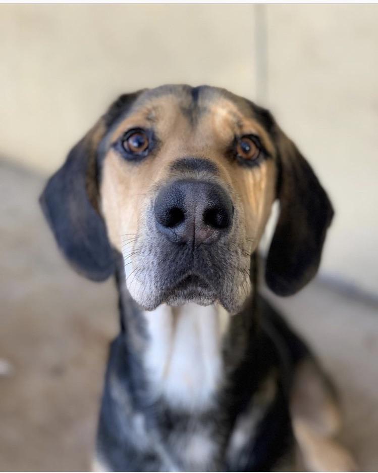 Boone the hound dog | Scrolller