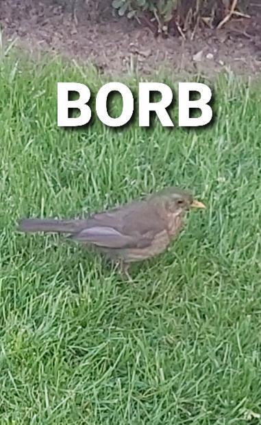 Borb | Scrolller