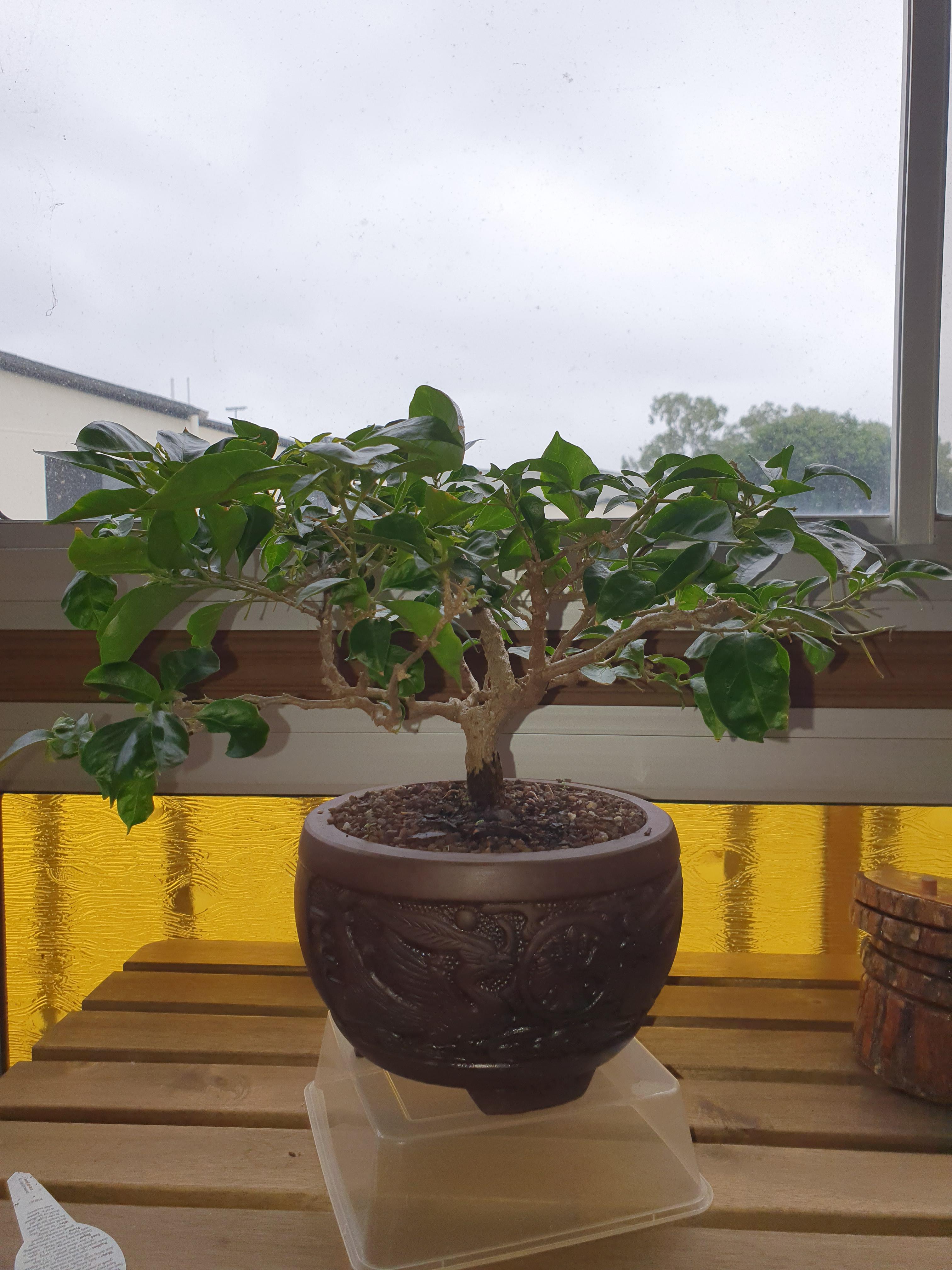 Bougainvillea - first real bonsai | Scrolller