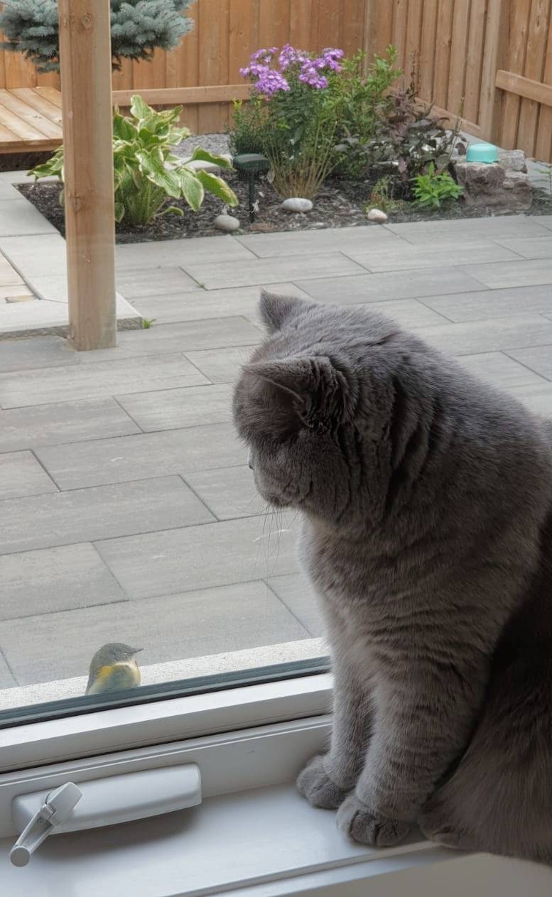 Brand new episode of kitty window watching | Scrolller