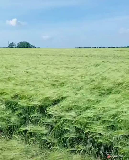 Breath of the wind | Scrolller