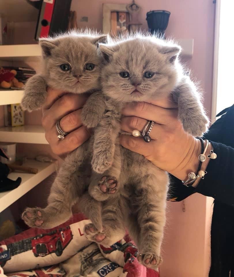 British Twins Scrolller