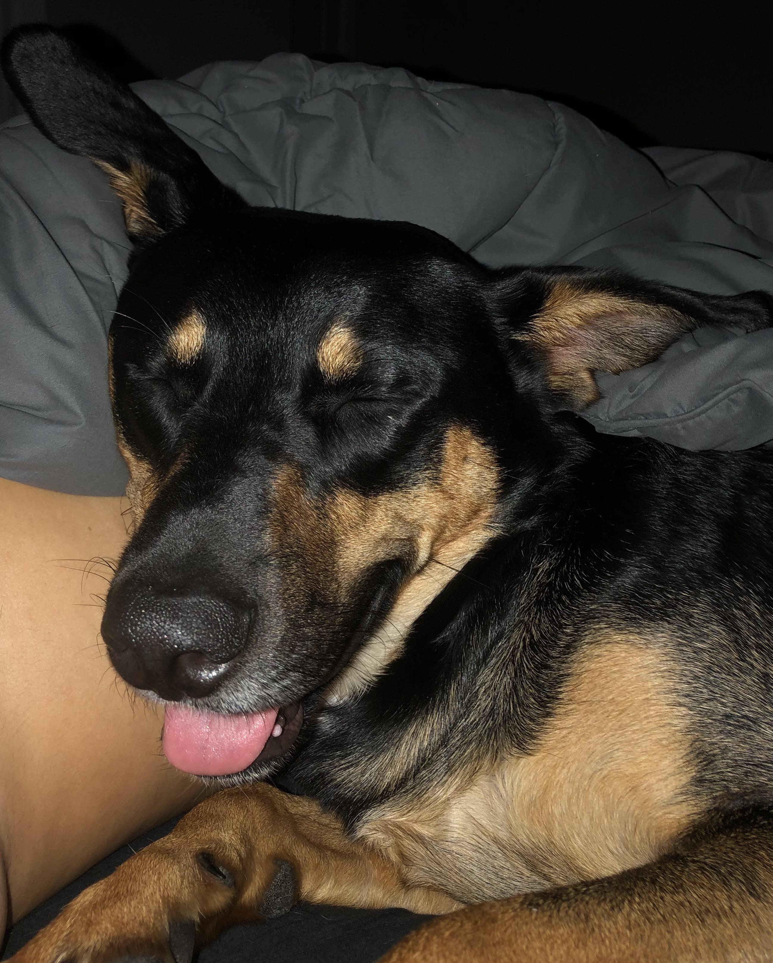 Brodie has the worst FOMO in the world, must pant himself awake at all times. | Scrolller