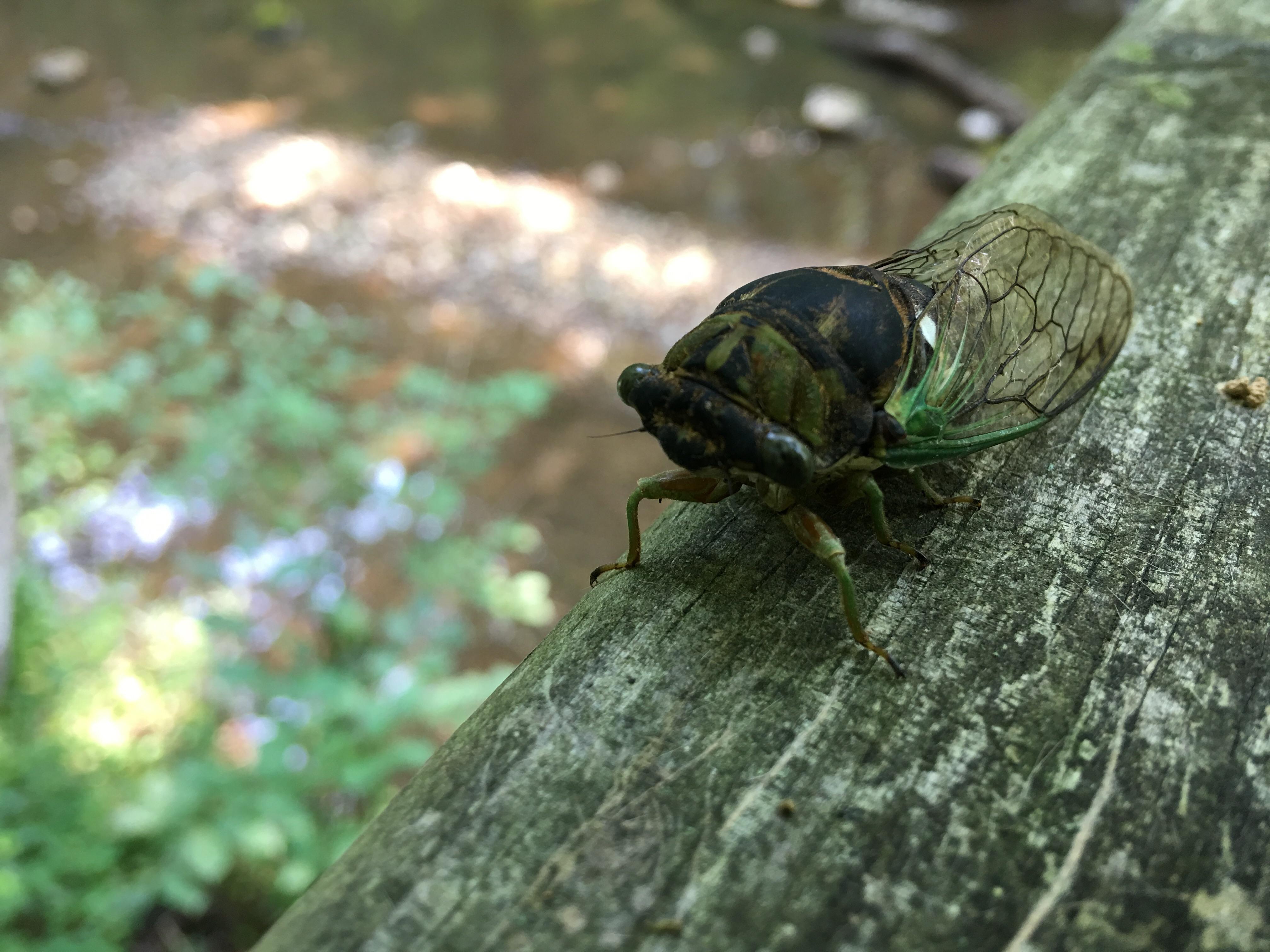 Brood VI-17. This bug. | Scrolller