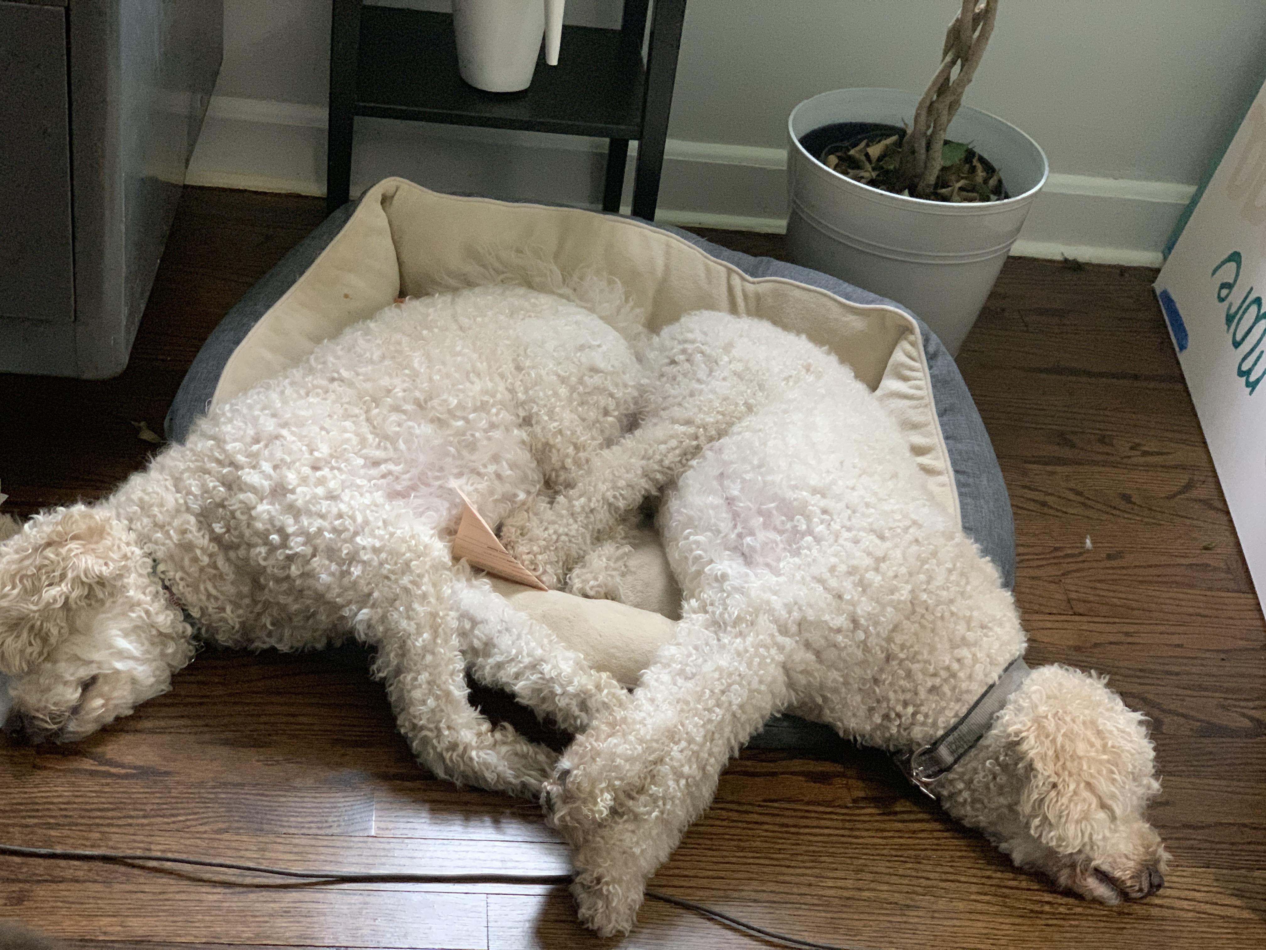 Brothers | Scrolller