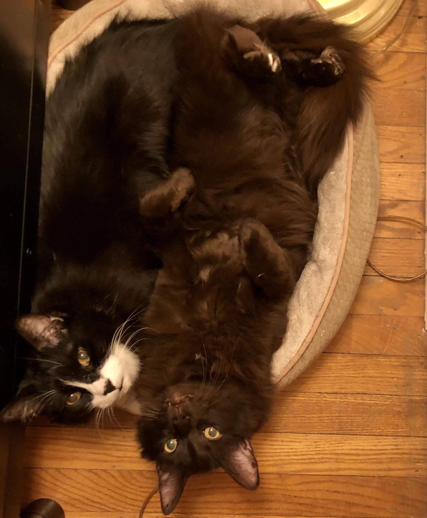 Brothers snuggling | Scrolller