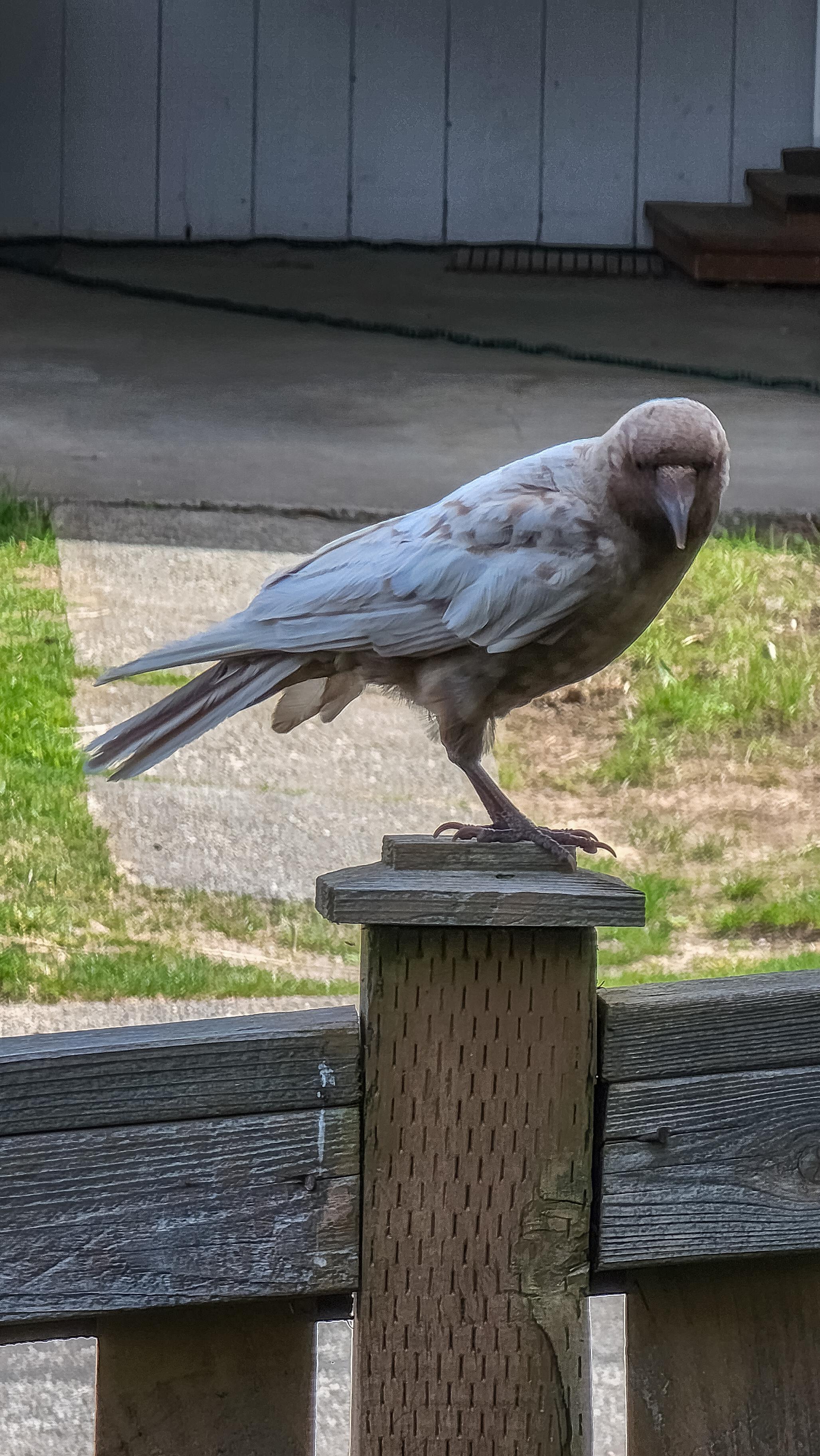 Brown Crow | Scrolller