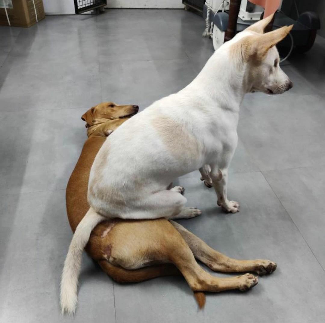 Brown dog: bro wtf? White dog: I hear none | Scrolller