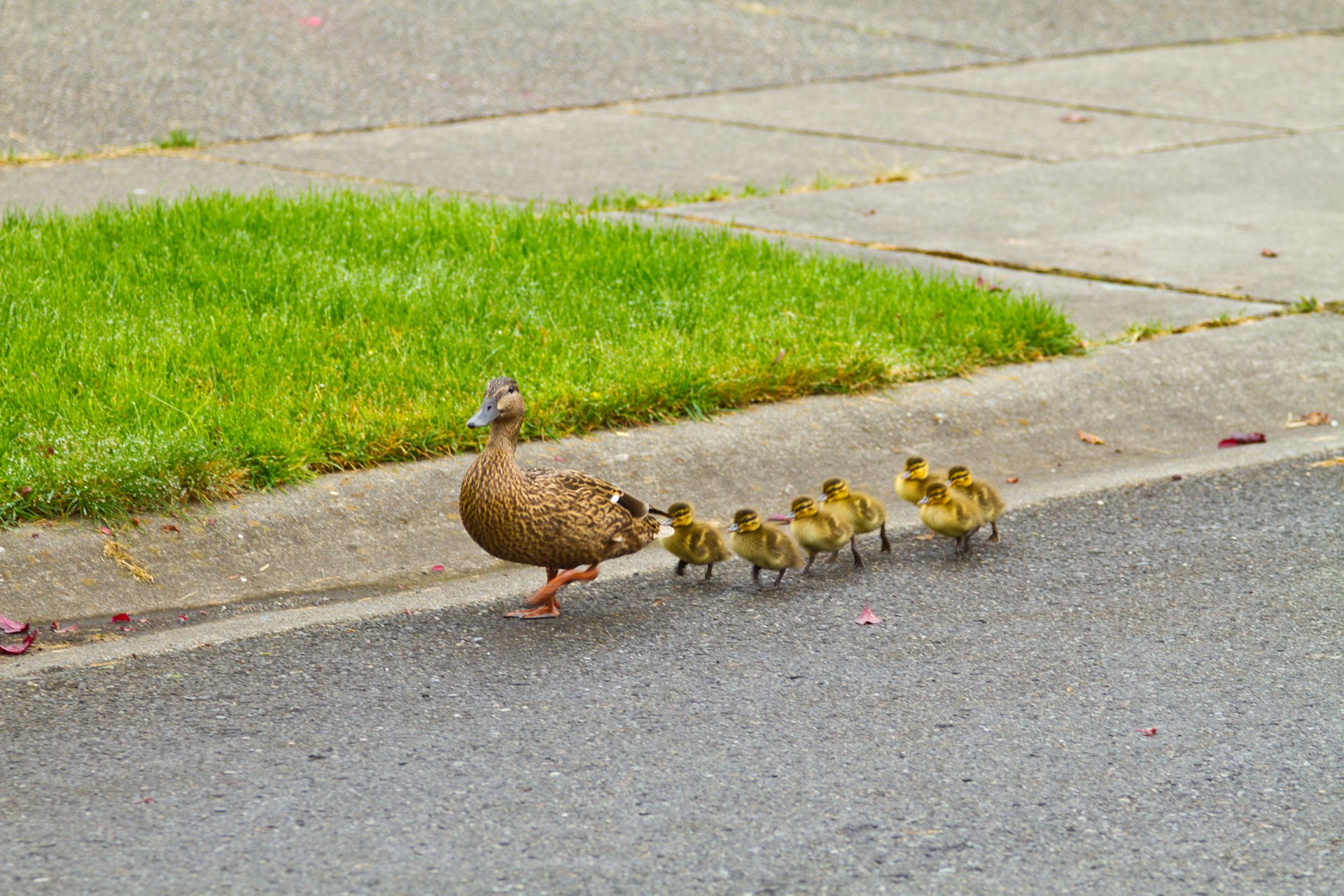 Bruno and his family | Scrolller